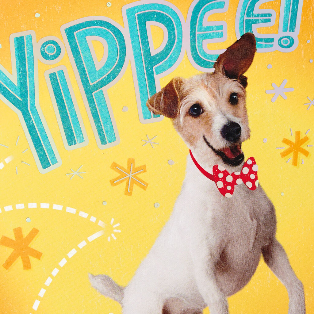 You Did Great Happy Dogs Pop-Up Congratulations Card - Greeting Cards ...