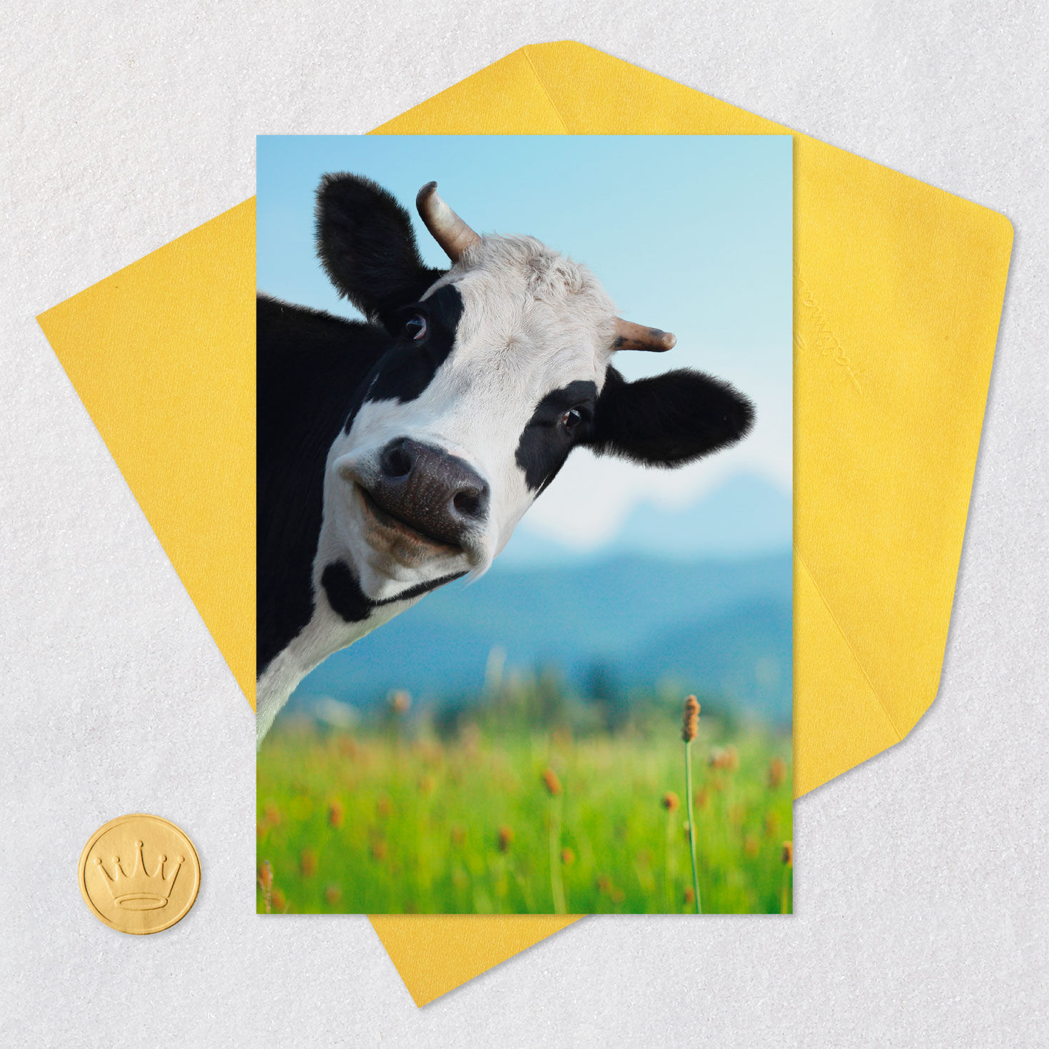 Moo-chas Gracias Funny Thank You Card - Greeting Cards | Hallmark