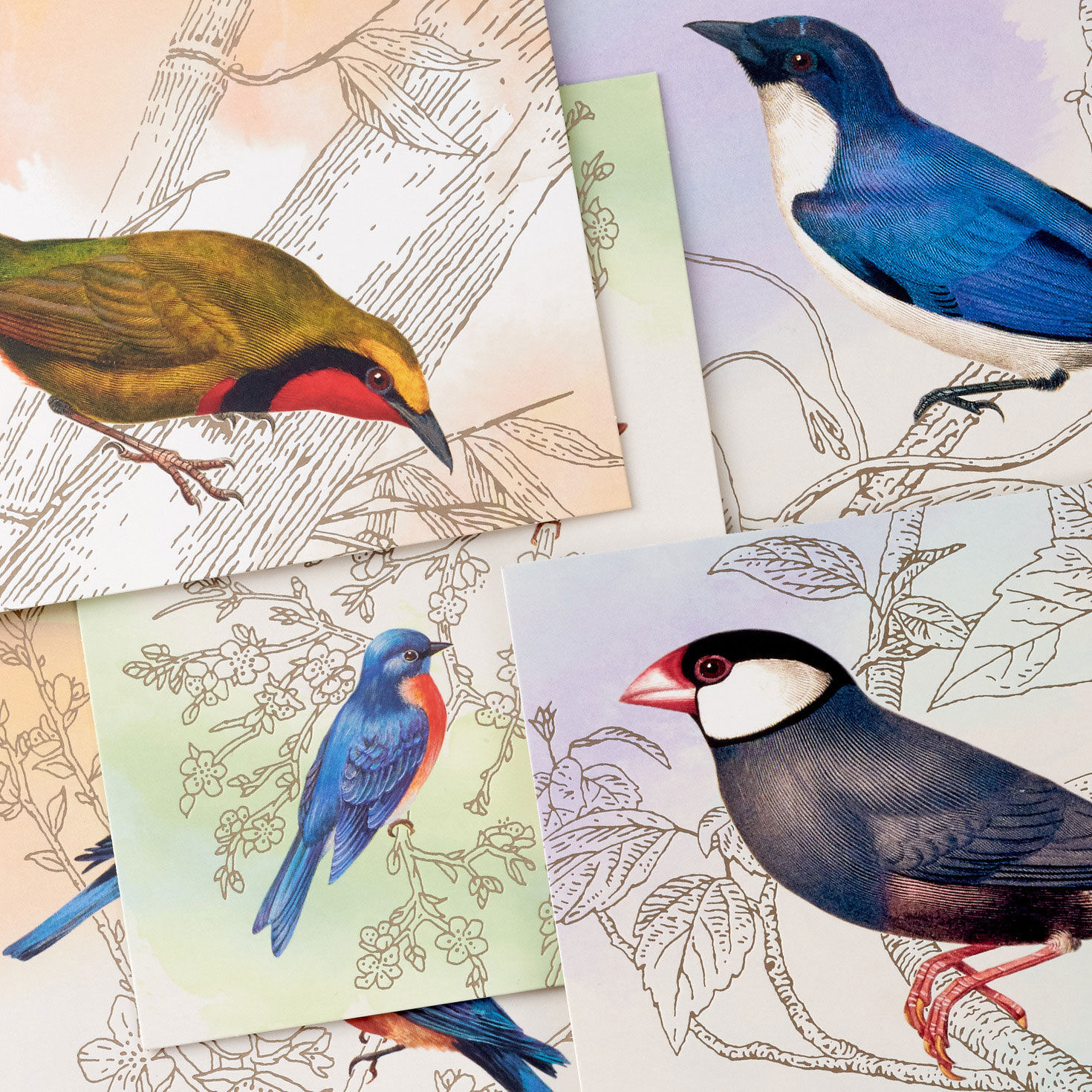Vintage Bird Artwork Assorted Notes, Pack of 24 - Note Cards ...