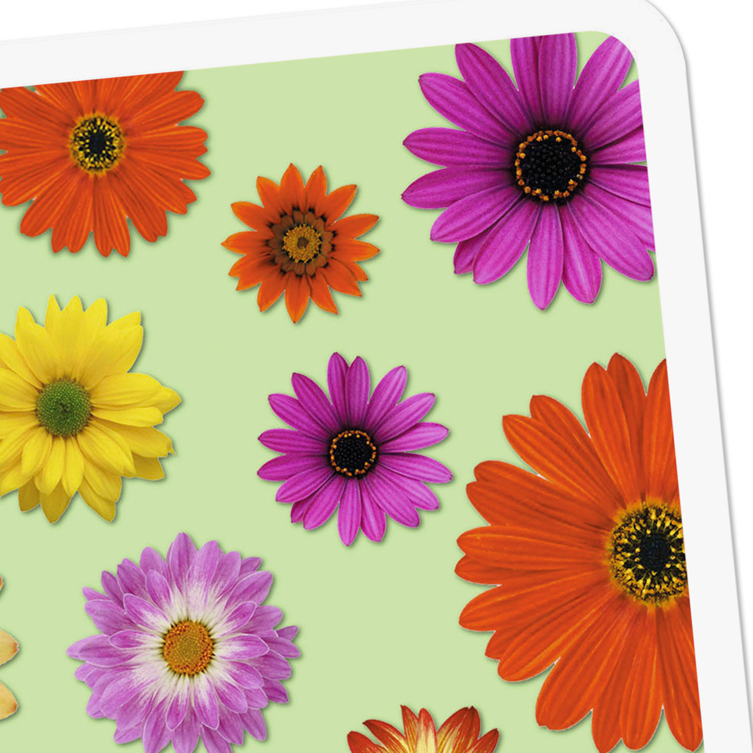 Colorful Daisies Blank Card - Greeting Cards | Hallmark