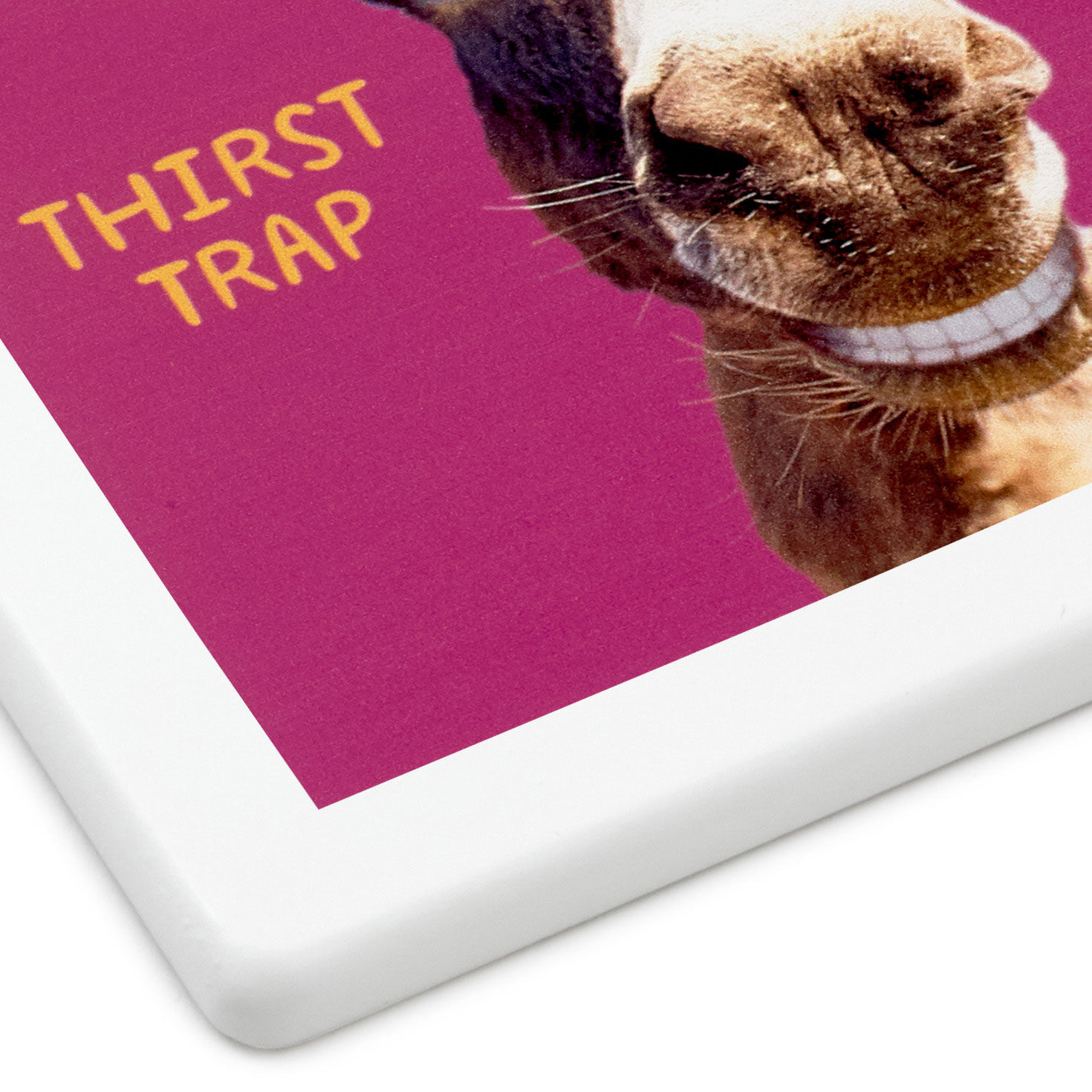 Smiling Donkey Photo Funny Coaster - Kitchen Accessories | Hallmark