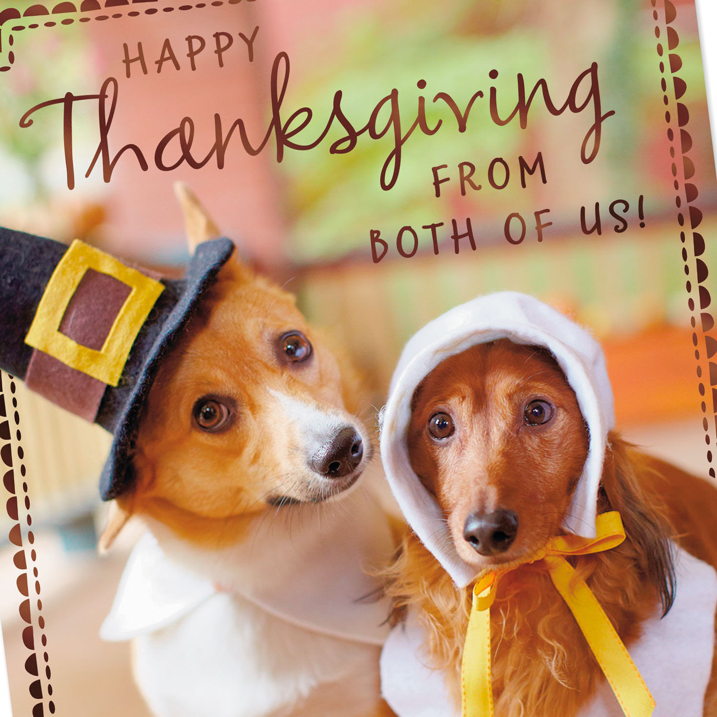 Two Pilgrim Dogs Thanksgiving Card From Both - Greeting Cards | Hallmark