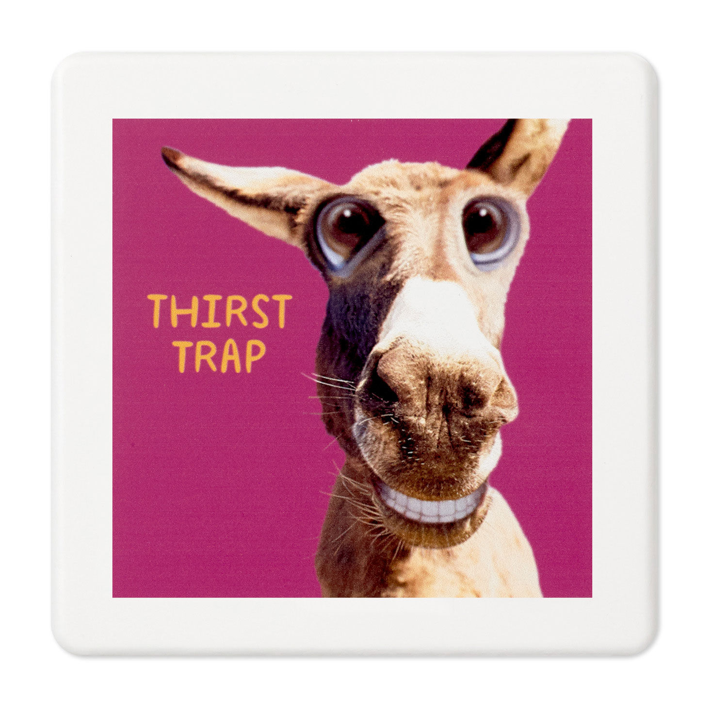 Smiling Donkey Photo Funny Coaster - Kitchen Accessories | Hallmark