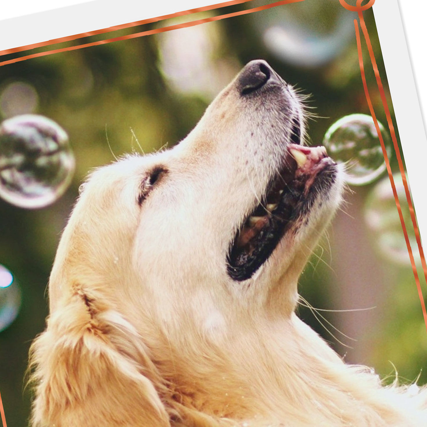 Happy Thoughts Dog With Bubbles Encouragement Card - Greeting Cards ...