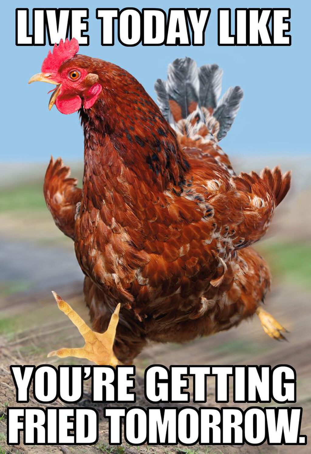Rooster Head Memes Funny Chicken Farmer Humor I'm Too Sexy For My