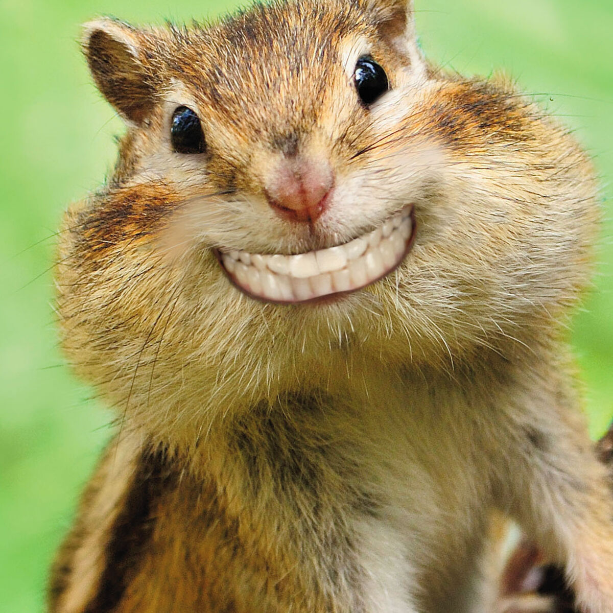Grinning Chipmunk Funny Congratulations Card - Greeting Cards - Hallmark