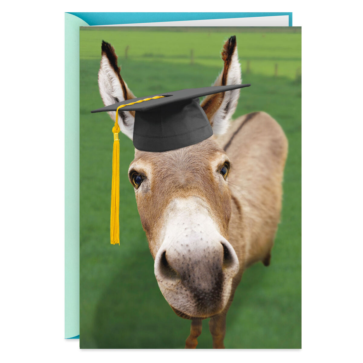 Donkey in Grad Cap Funny Graduation Card - Greeting Cards - Hallmark