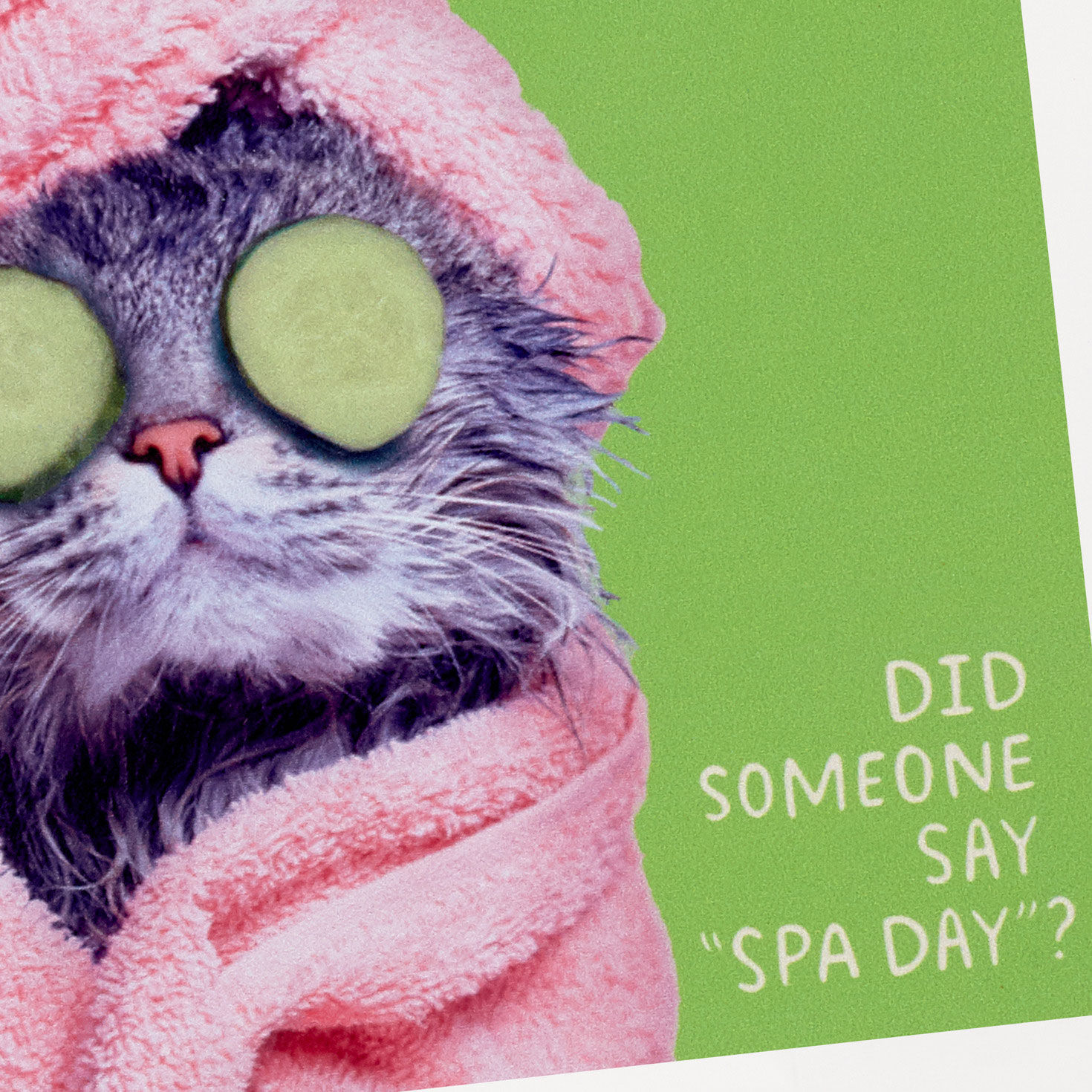 Pampered Cat Photo Funny Coaster - Kitchen Accessories | Hallmark