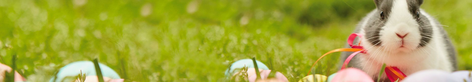 Easter Cards 2023 | Hallmark