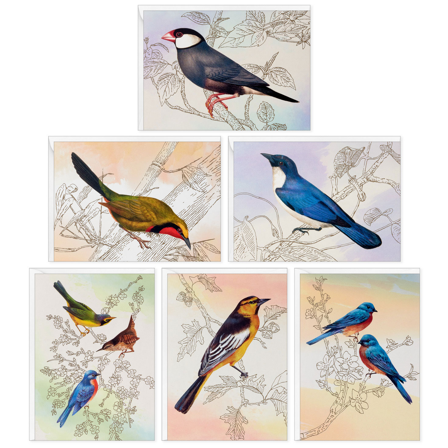 Vintage Bird Artwork Assorted Notes, Pack of 24 - Note Cards ...